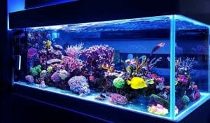 Is Acrylic Paint Aquarium Safe? Best Aquarium Safe Paints